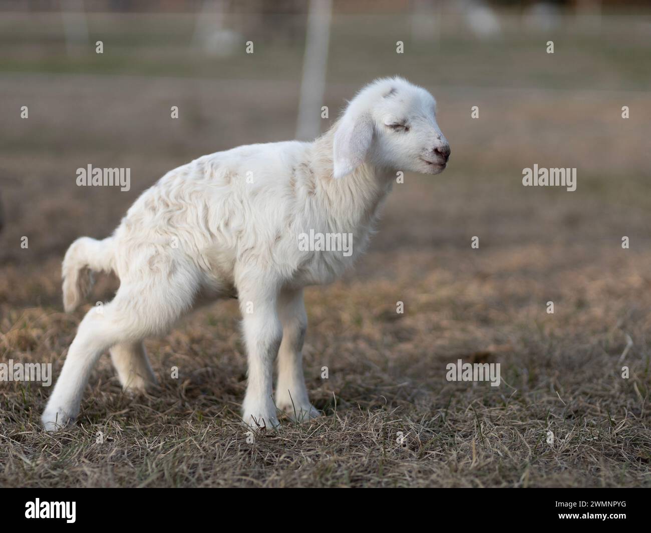 White Katahdin sheep lamb that looks like it is in pain while going to ...