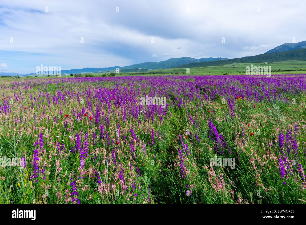 Flowering field, Georgia Stock Photo - Alamy