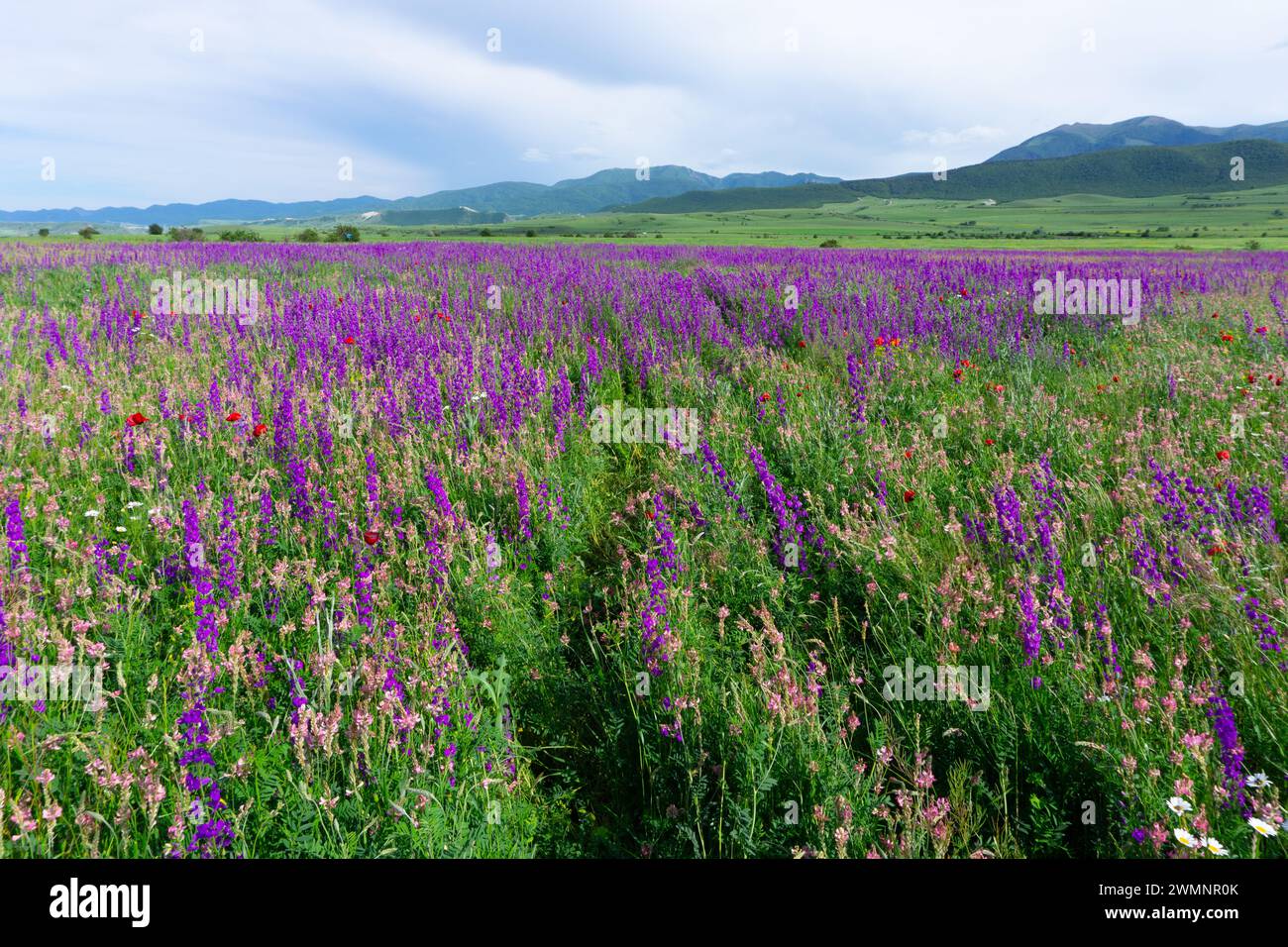 Flowering field, Georgia Stock Photo - Alamy