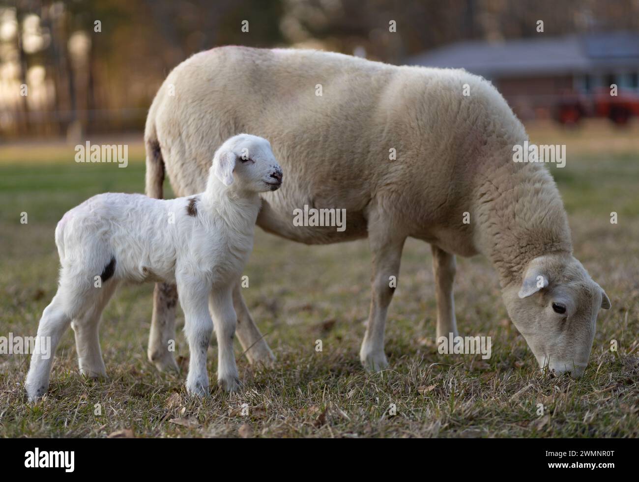 Katahdin sheep ewe on a pasture in North Carolina with its white and ...
