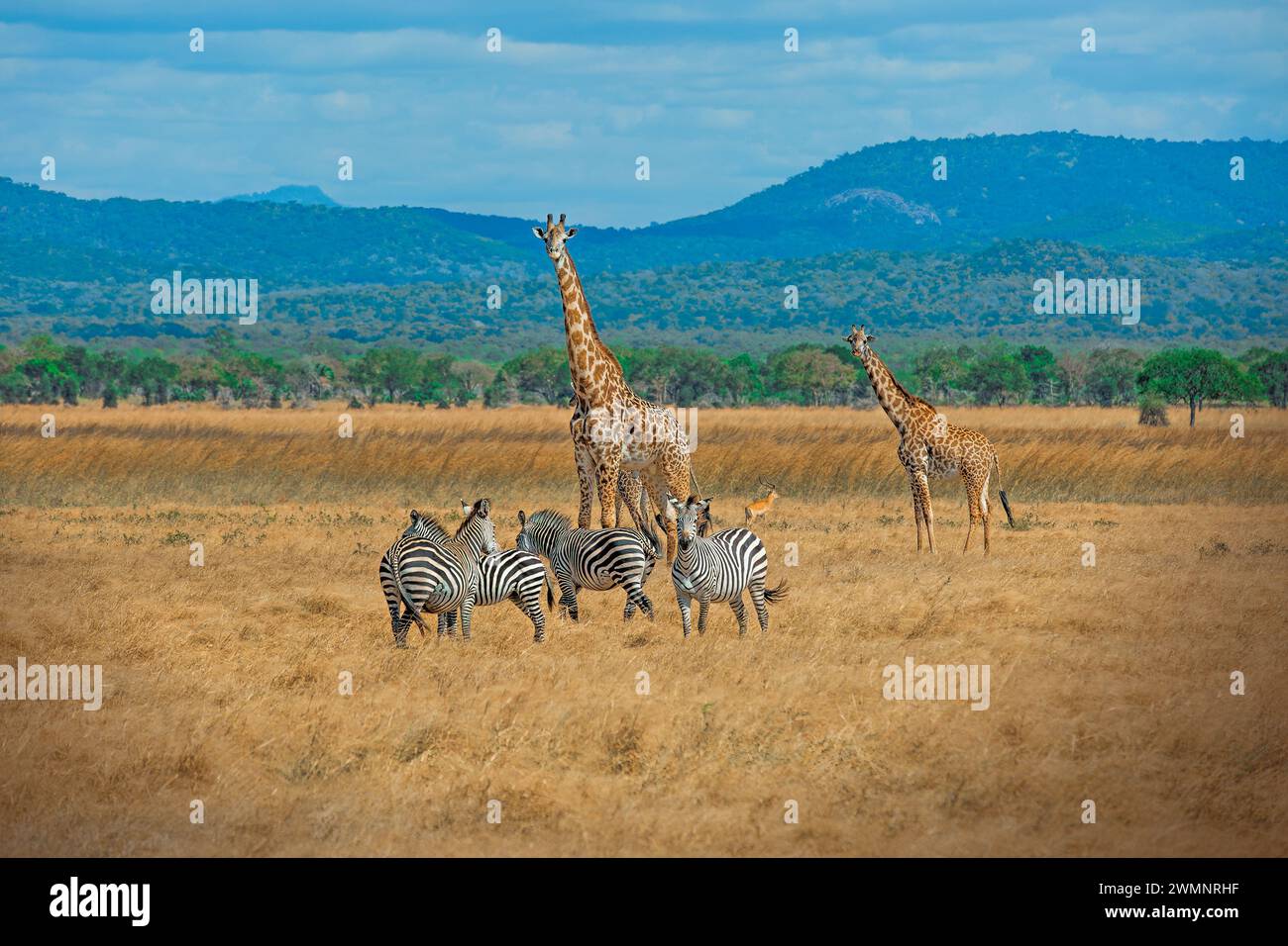 African savanna giraffes zebras hi-res stock photography and images - Alamy