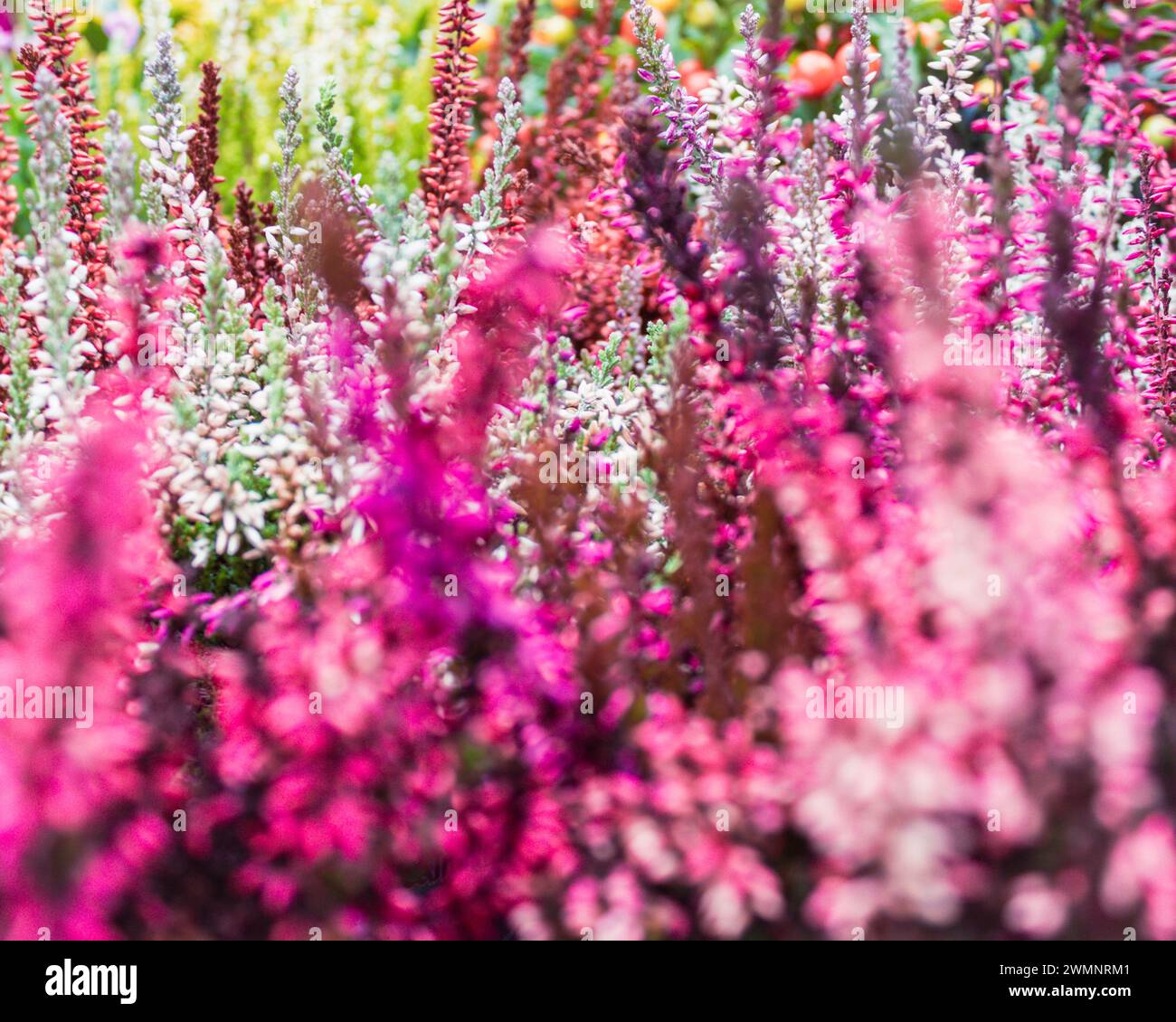 Heather coloured hi-res stock photography and images - Alamy