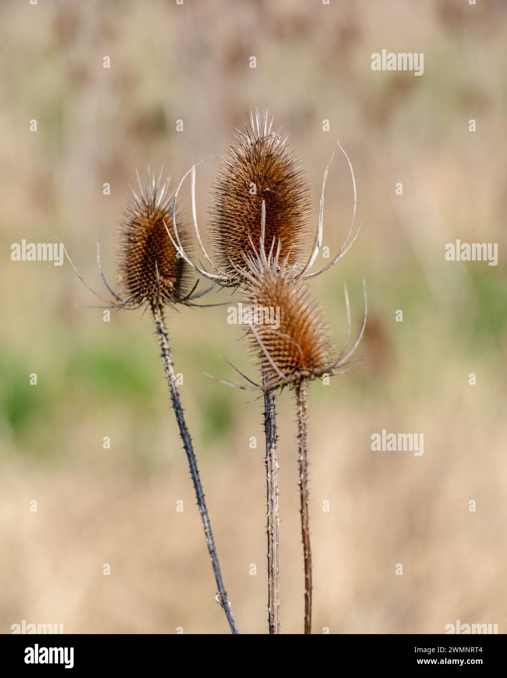 Teasel flowers hi-res stock photography and images - Alamy