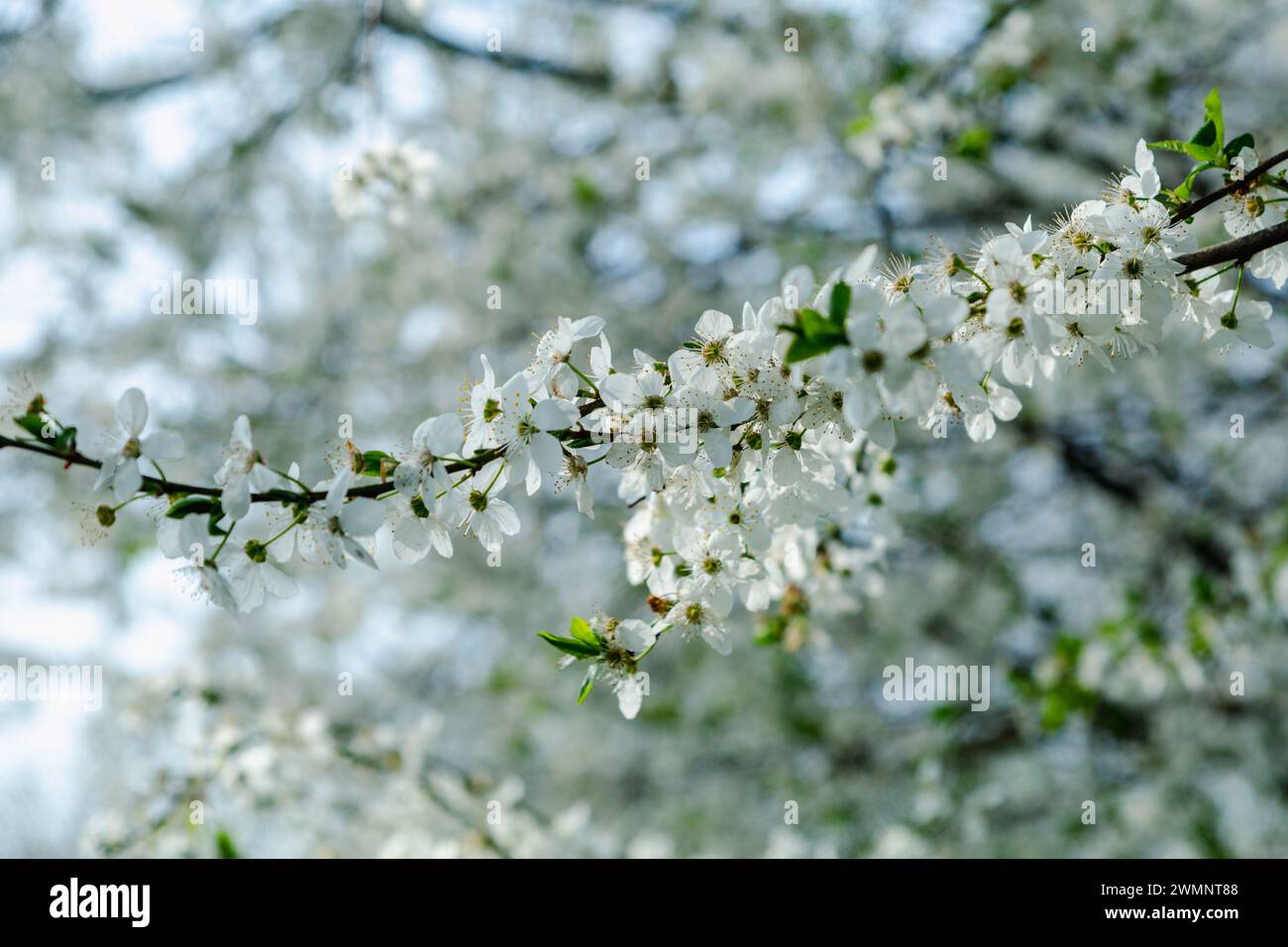 Wild flower with tree hi-res stock photography and images - Alamy