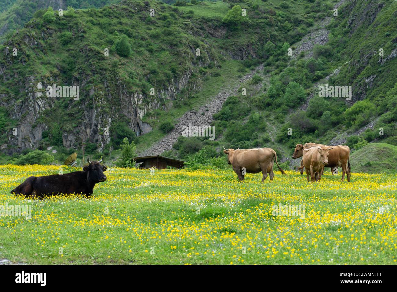 Cows graze in the lush green meadow by Shatili Medieval Fortress ...