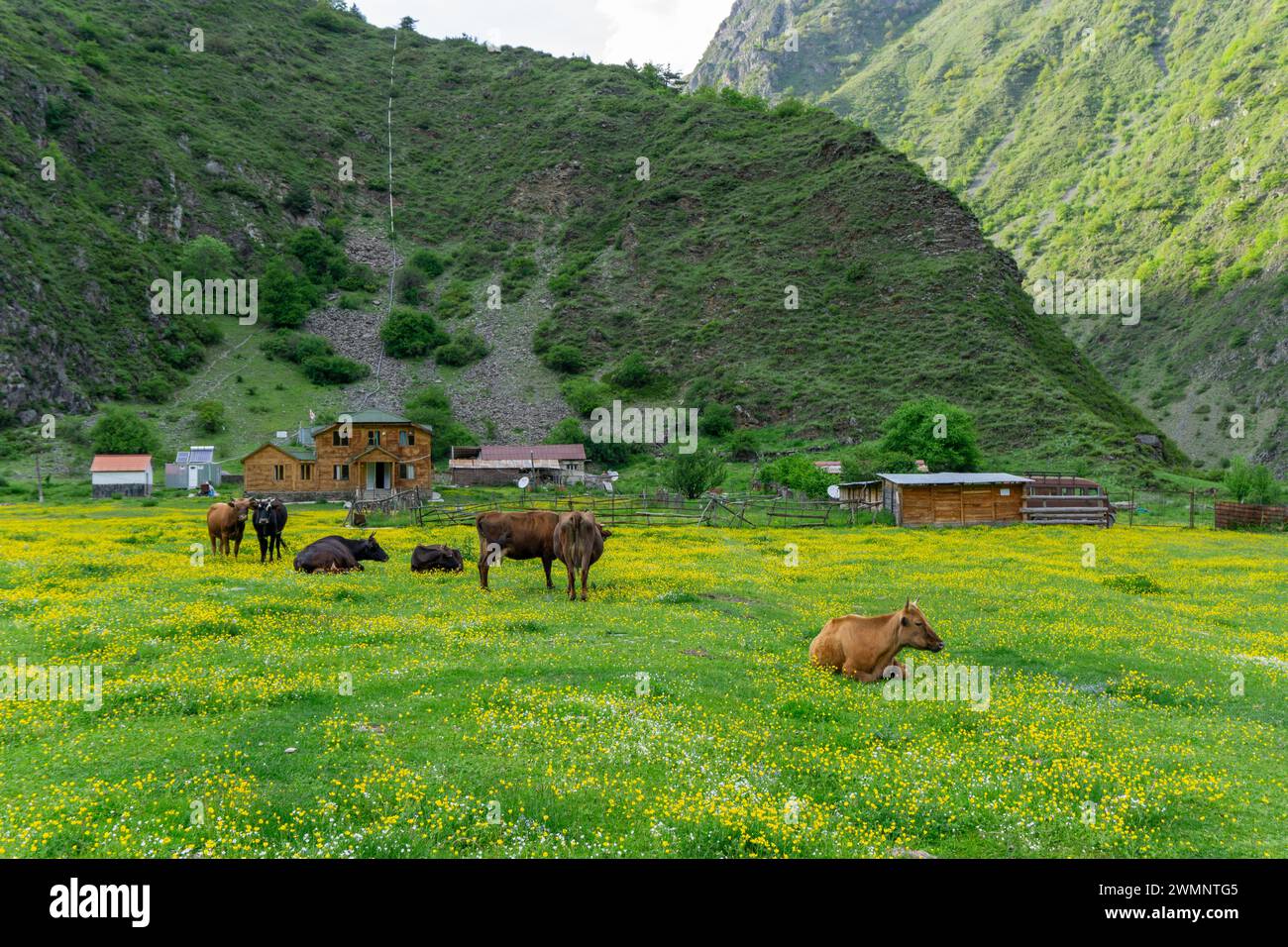 Medieval livestock hi-res stock photography and images - Alamy