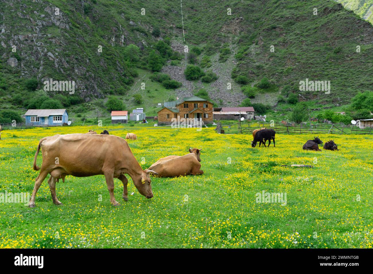 Cows graze in the lush green meadow by Shatili Medieval Fortress ...