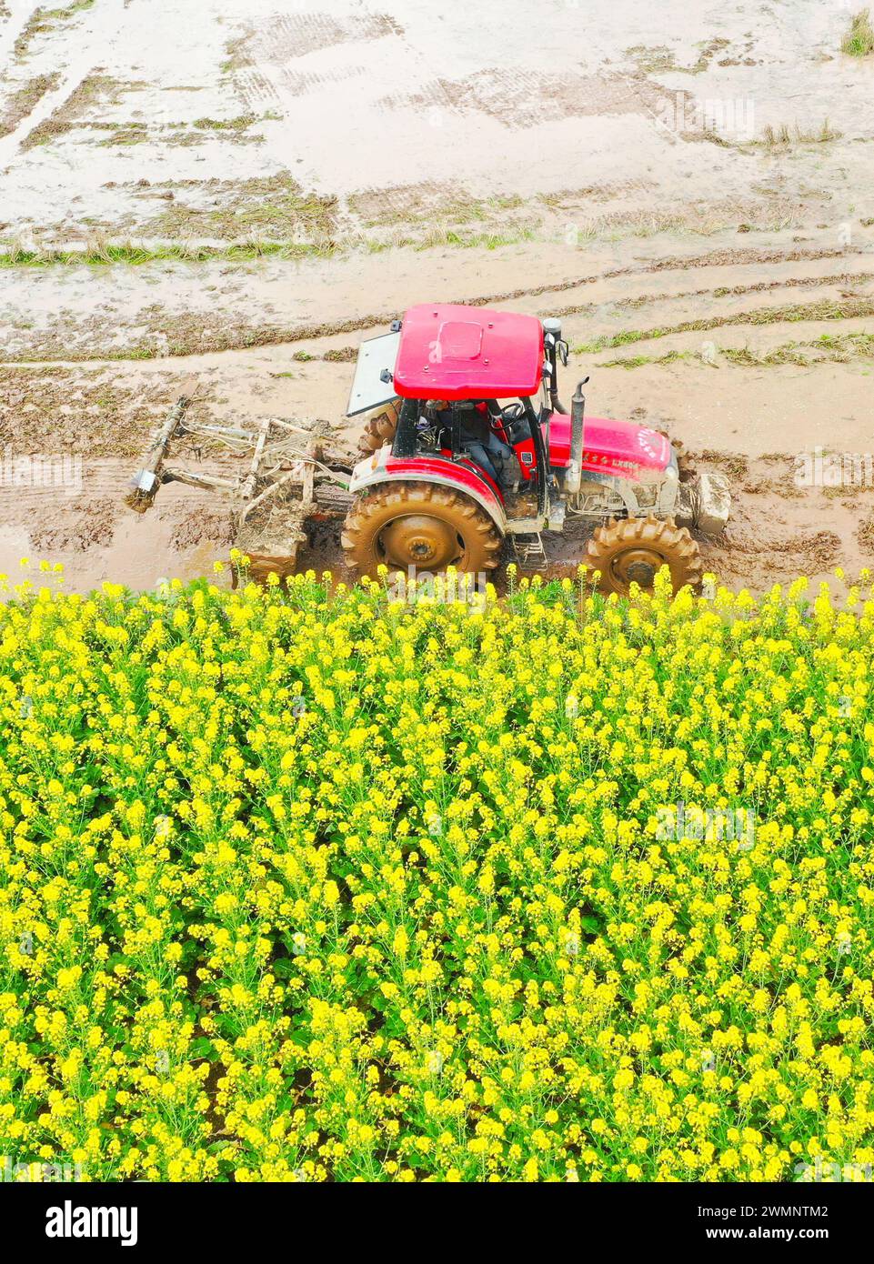 CHONGQING, CHINA - FEBRUARY 27, 2024 - Villagers drive a cultivator to ...