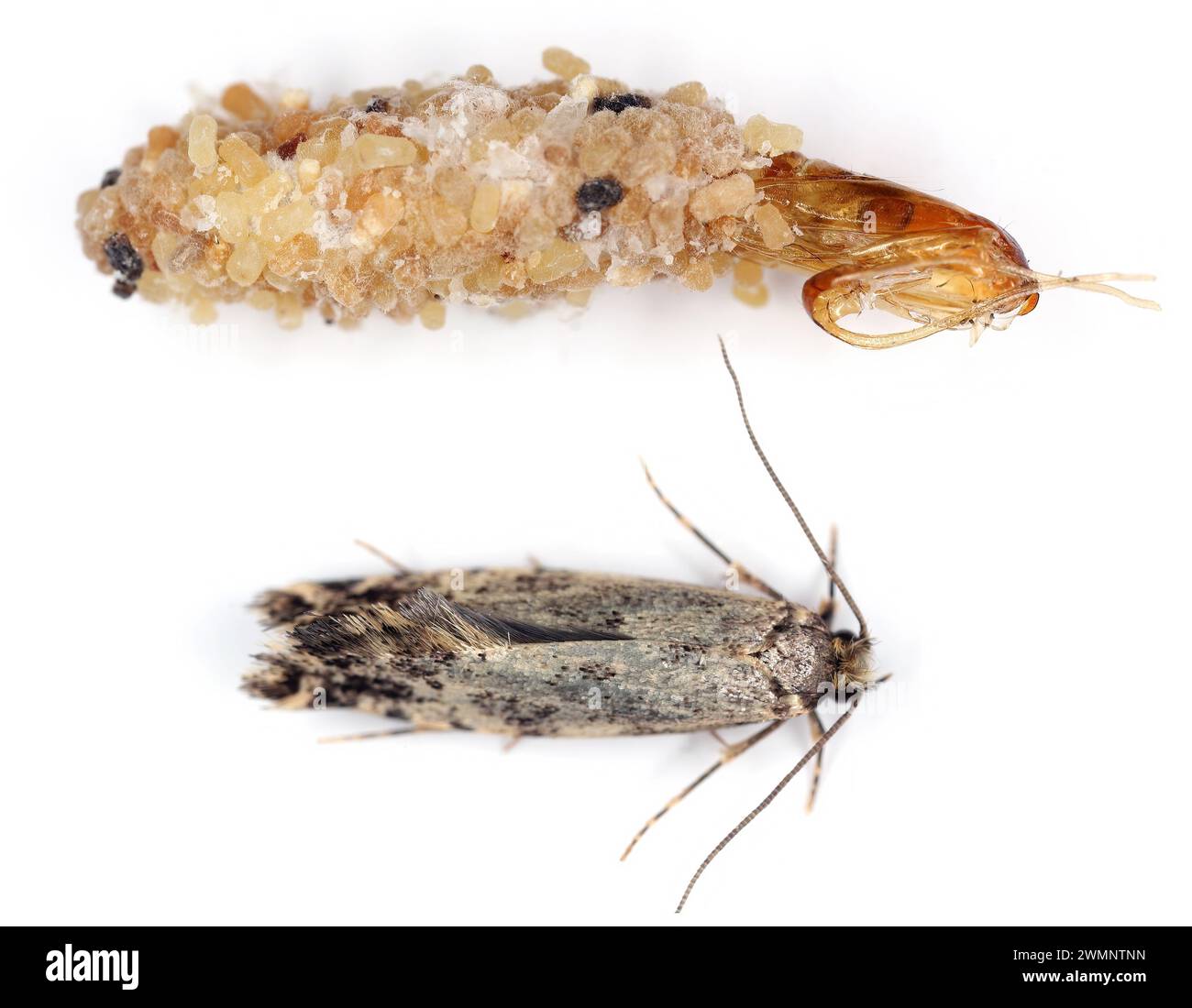 Moth life cycle hi-res stock photography and images - Alamy