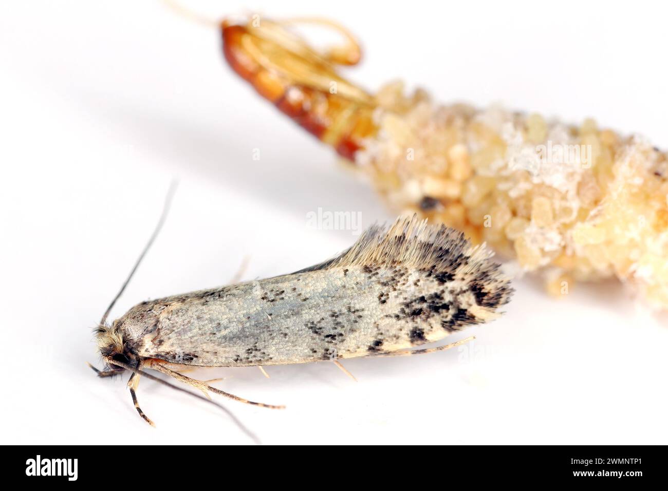 Moth life cycle hi-res stock photography and images - Alamy