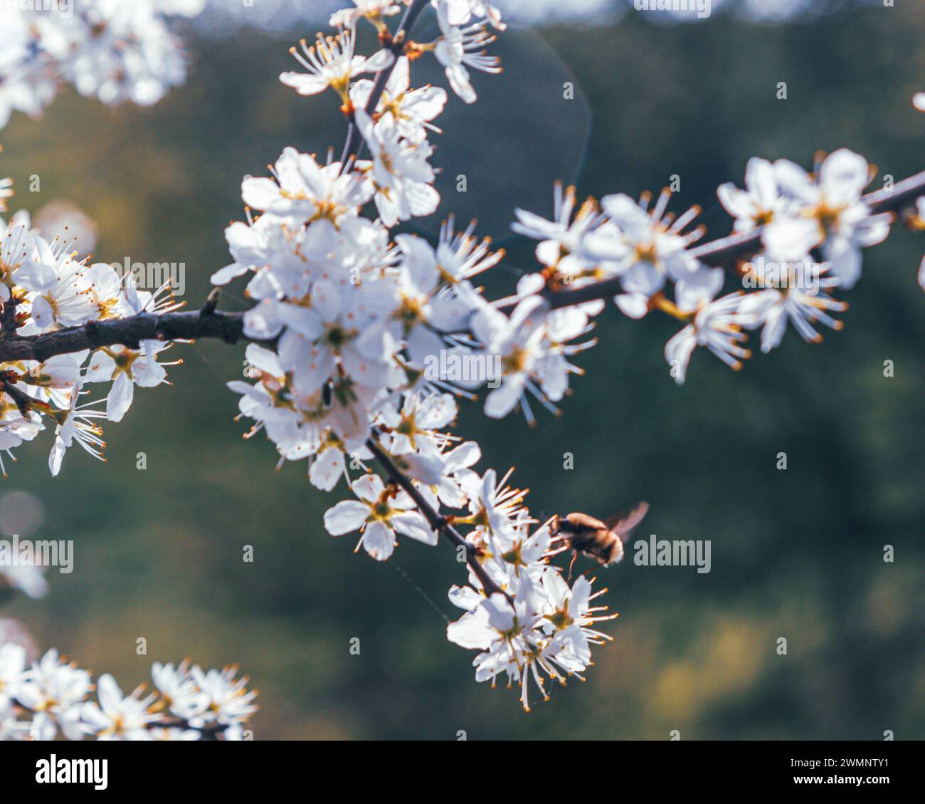 Tree blossom in spring Stock Photo - Alamy