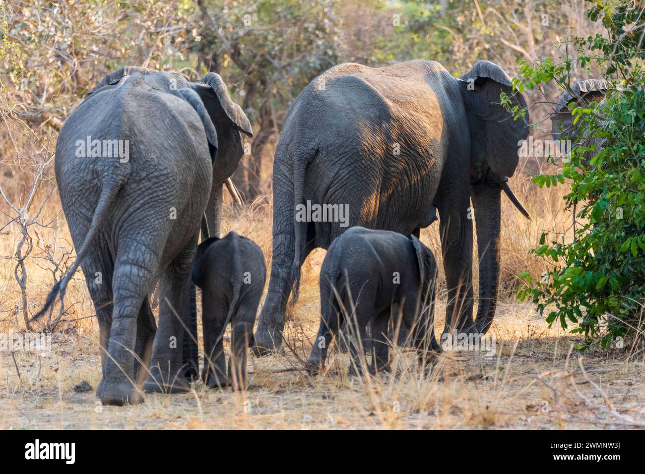 Female elephants with young calves hi-res stock photography and images ...