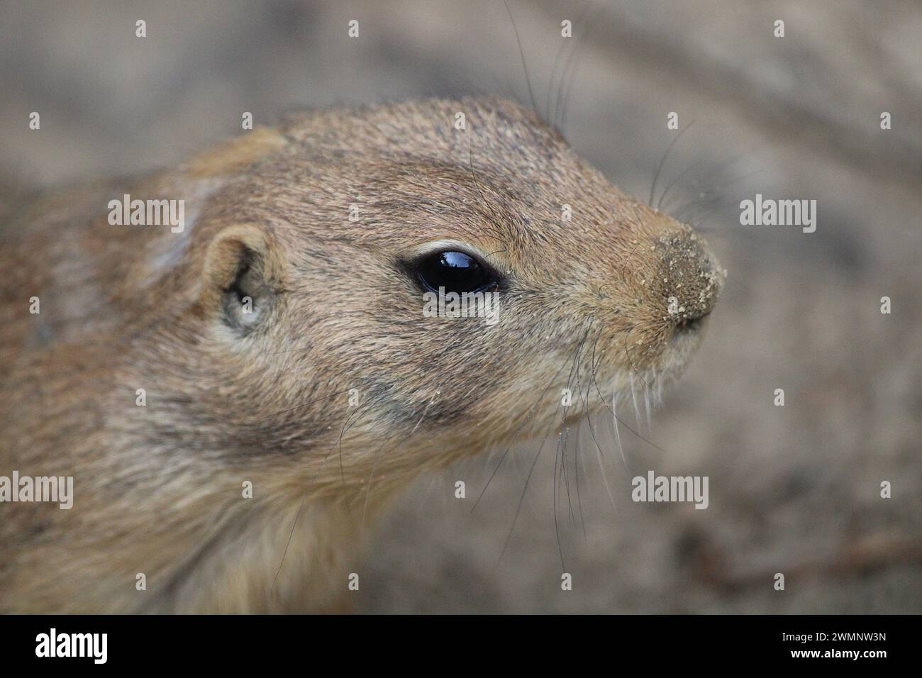 The head of a prairie-dog, Pécs Zoo, Hungary Stock Photo - Alamy