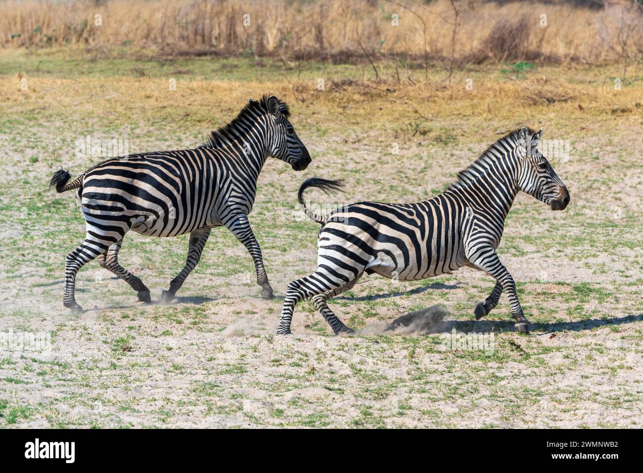 A pair of Crawshay's zebras (Equus quagga crawshayi) galloping across ...
