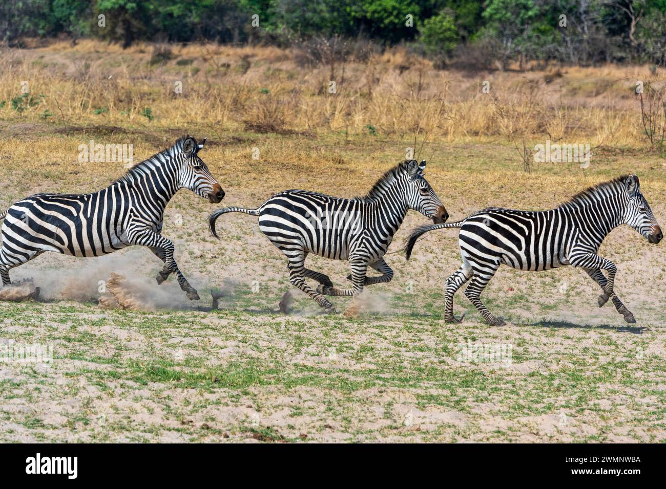 Zebra Running In Africa
