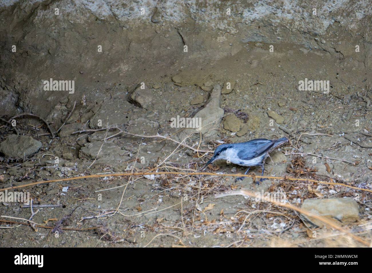 The western rock nuthatch (Sitta neumayer) (sometimes known simply as ...