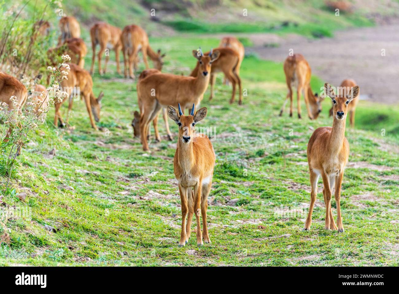 A small herd of male and female puku (Kobus vardonii) grazing on the ...