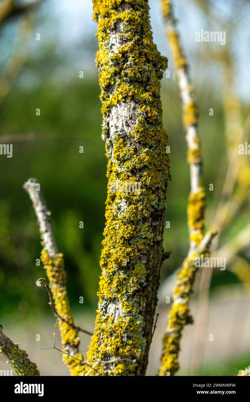 Yellow lichen green moss hi-res stock photography and images - Alamy