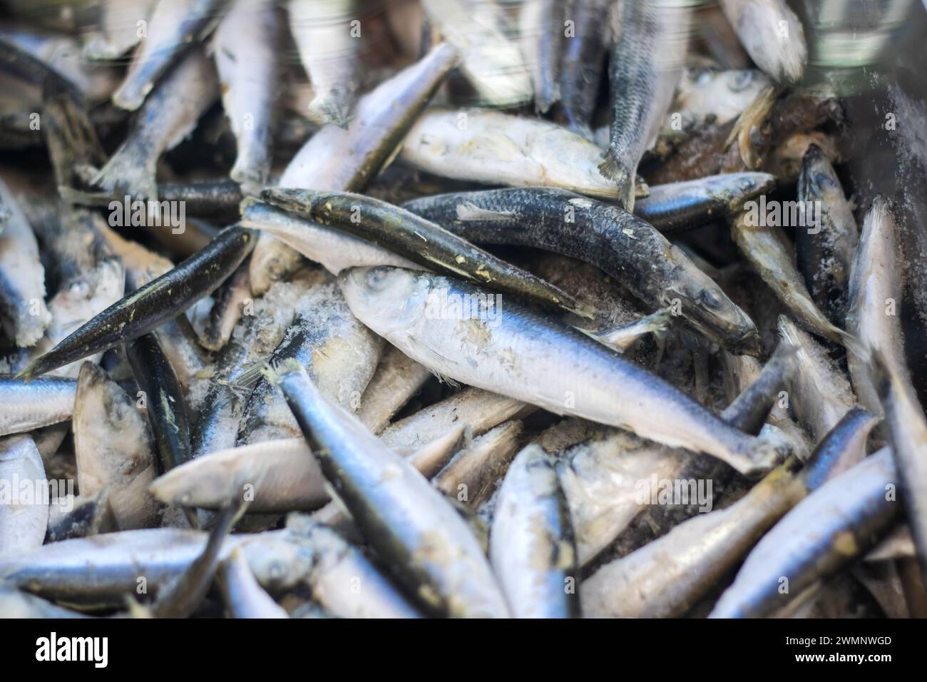 Grey small frozen fish close up, background or texture Stock Photo - Alamy