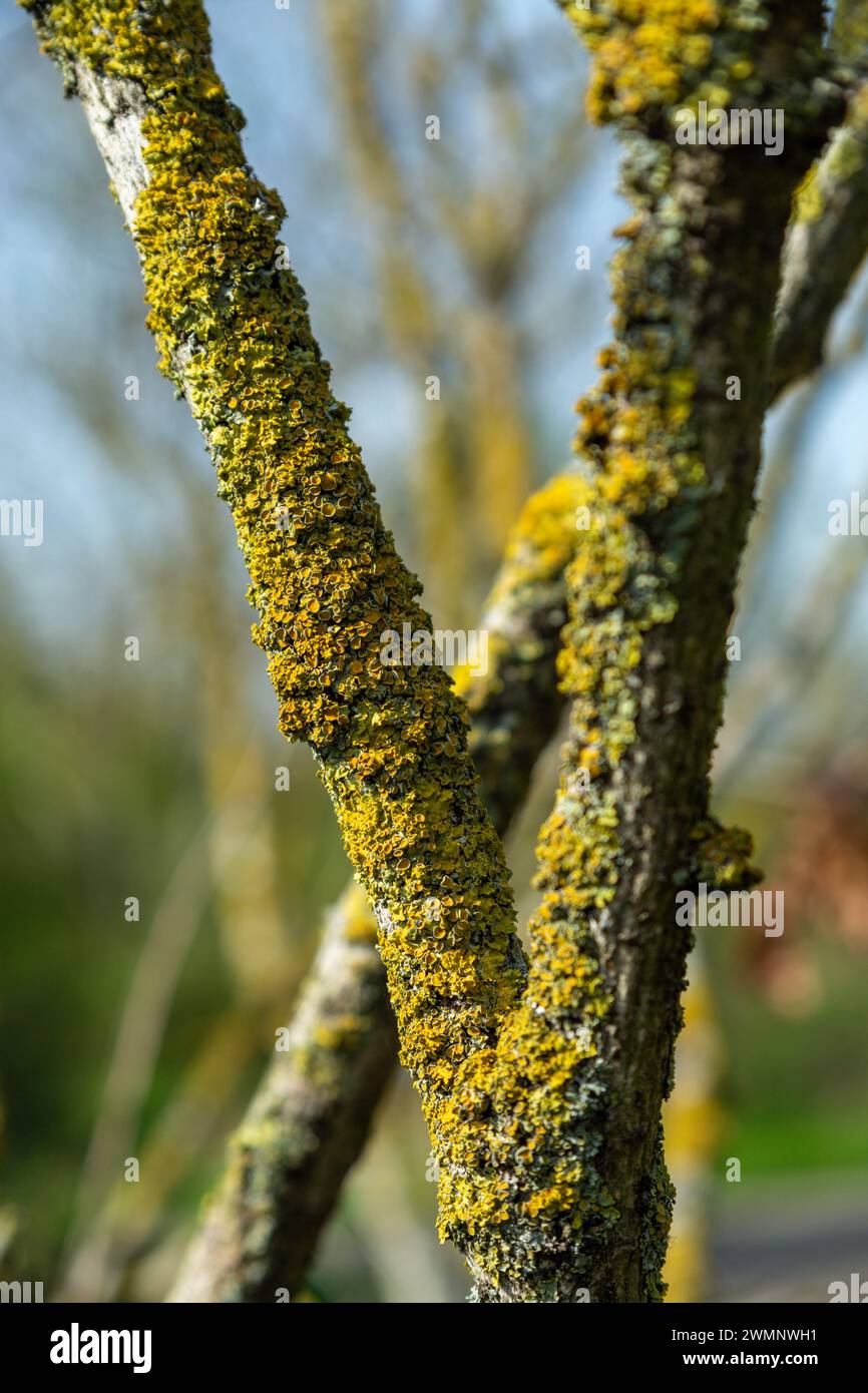 Lichen uk tree yellow hi-res stock photography and images - Alamy