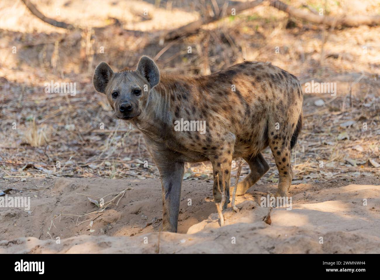 A female spotted hyena (Crocuta crocuta) just emerged from her den in ...
