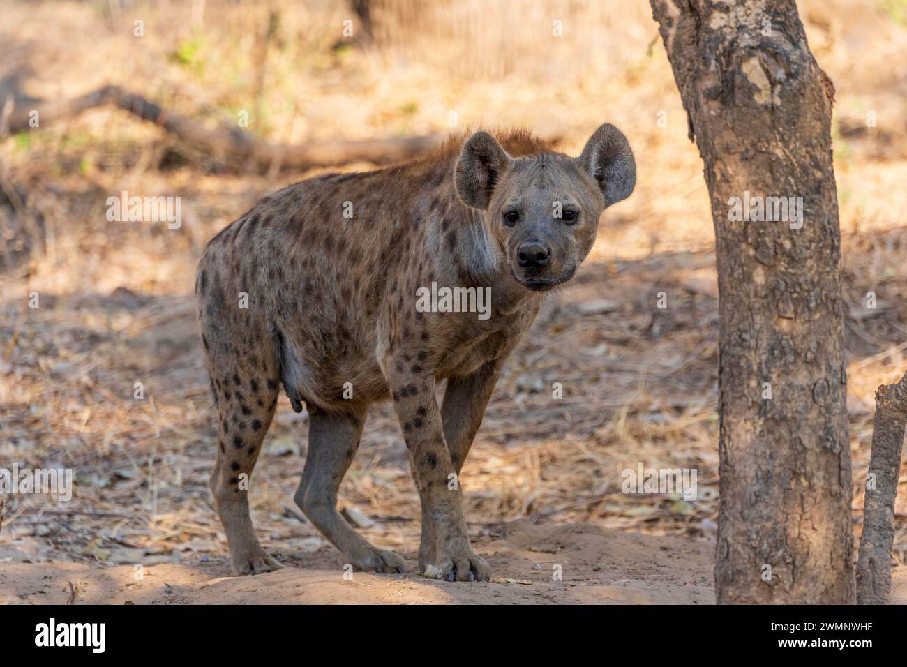 A female spotted hyena (Crocuta crocuta) just emerged from her den in ...
