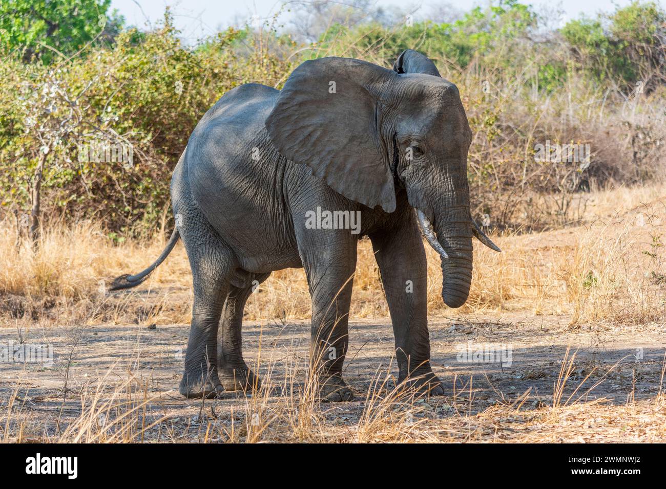 An adolescent male African elephant (Loxodonta Africana) with partly ...