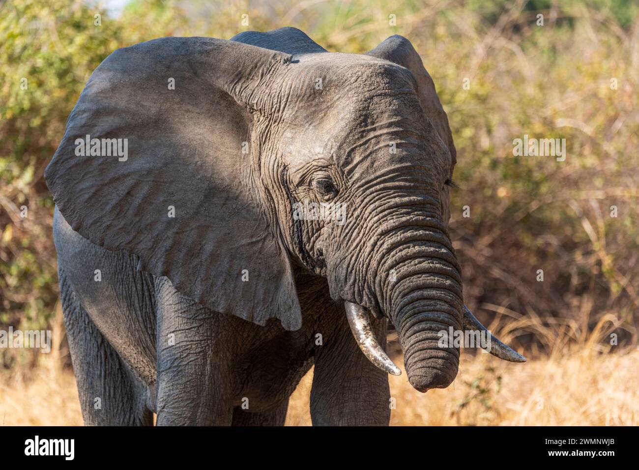 An adolescent male African elephant (Loxodonta Africana) with partly ...