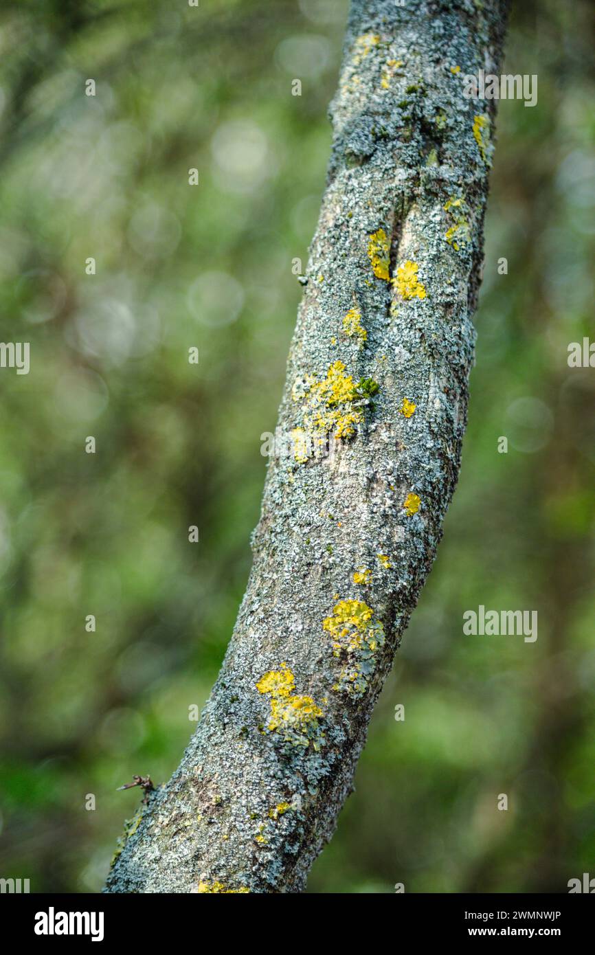 Lichen tree bark uk hi-res stock photography and images - Alamy