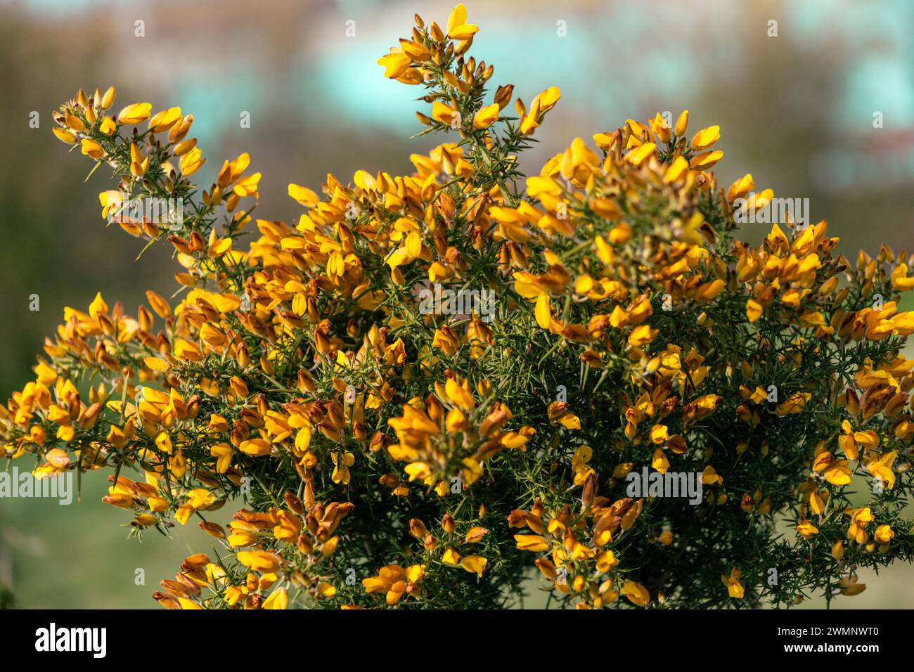 Common Gorse flowering Stock Photo - Alamy
