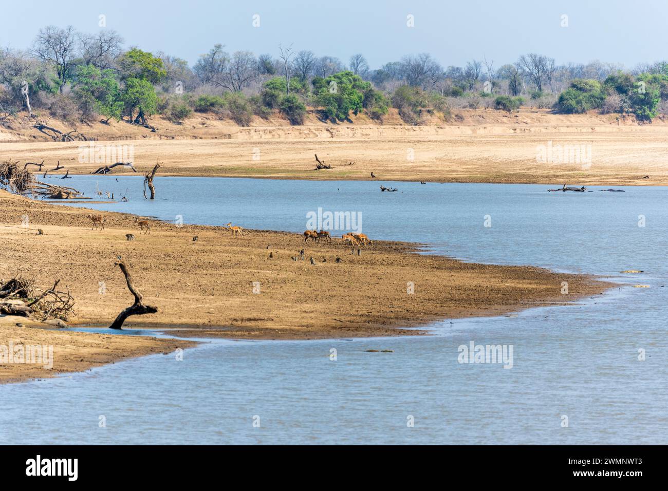 Typical dry season landscape of the Luangwa River Valley in the Nsefu ...