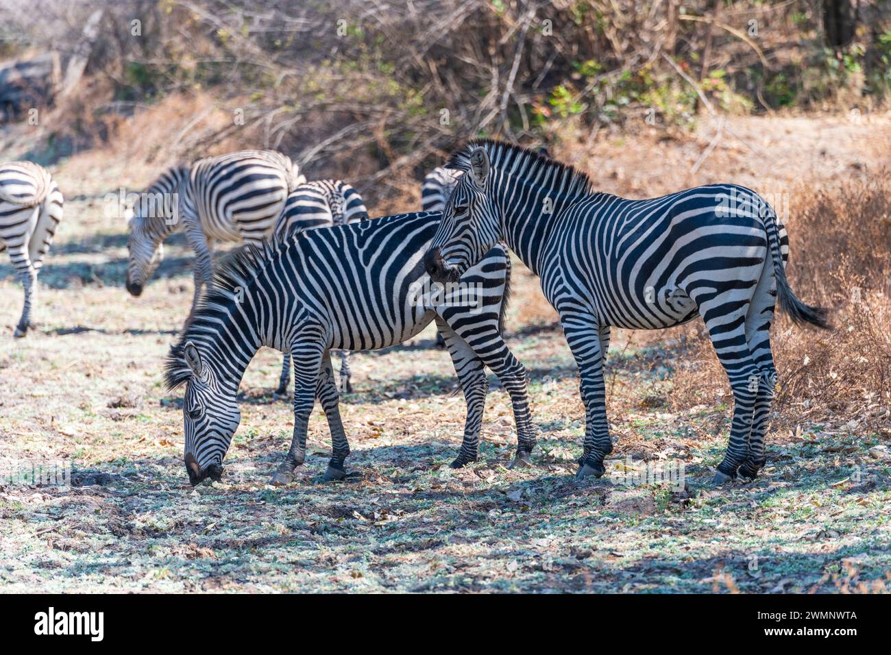 A dazzle of Crawshay's zebras (Equus quagga crawshayi) walking across ...