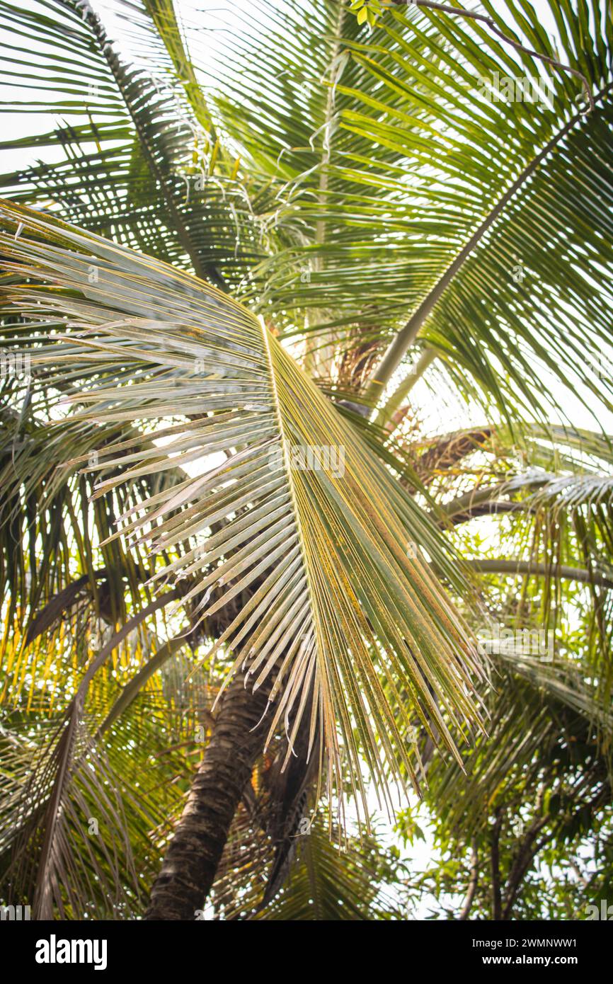 Densely clustered growth hi-res stock photography and images - Alamy