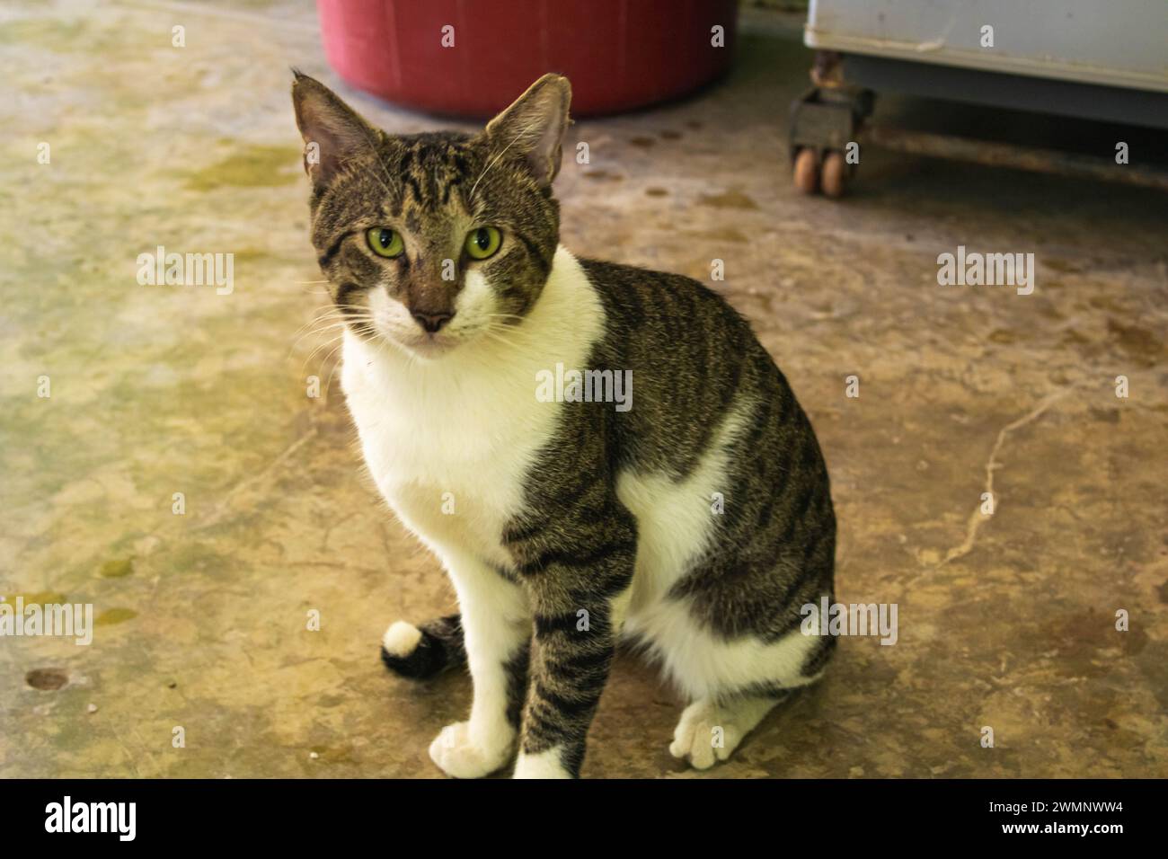 Beautiful fluffy cat sitting watching hi-res stock photography and ...