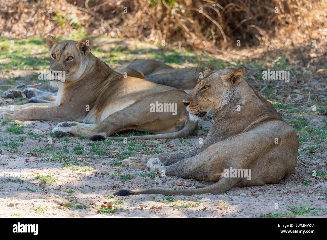 A group of female lions (Panthera leo) resting in the shade in South ...