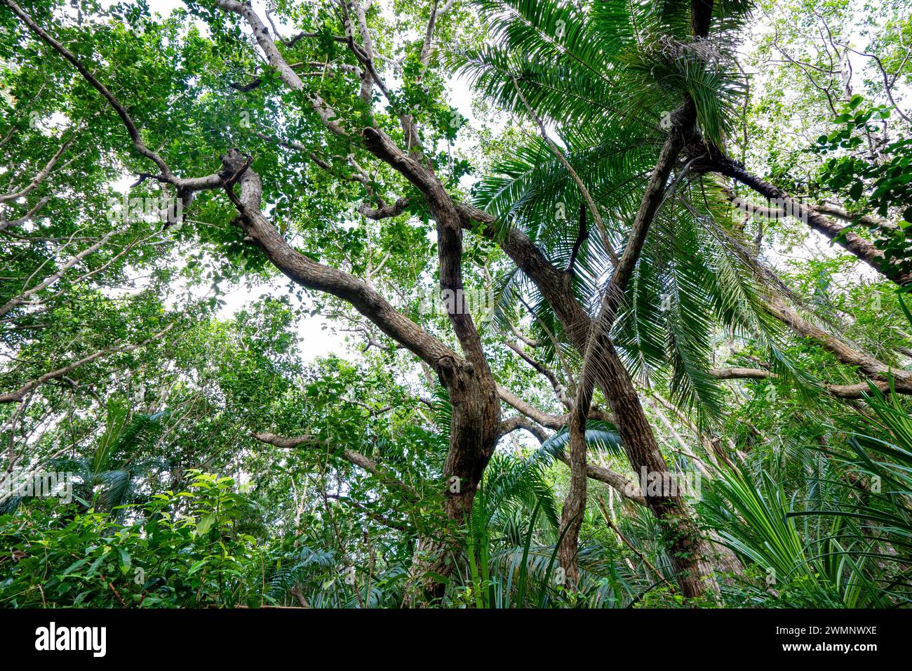 Hiking in Jozani Chwaka Bay National Park, Zanzibar Stock Photo - Alamy