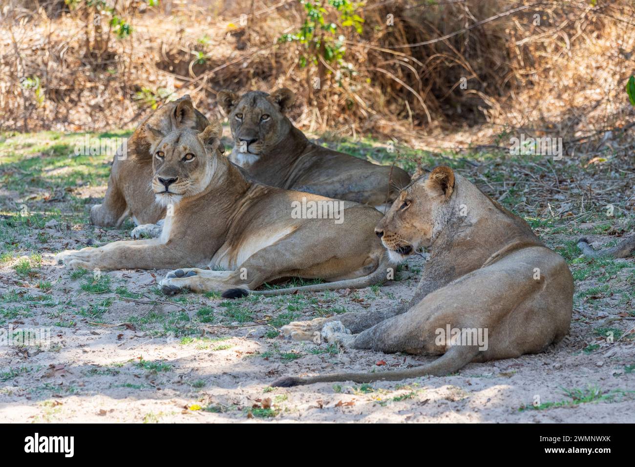 A group of female lions (Panthera leo) resting in the shade in South ...