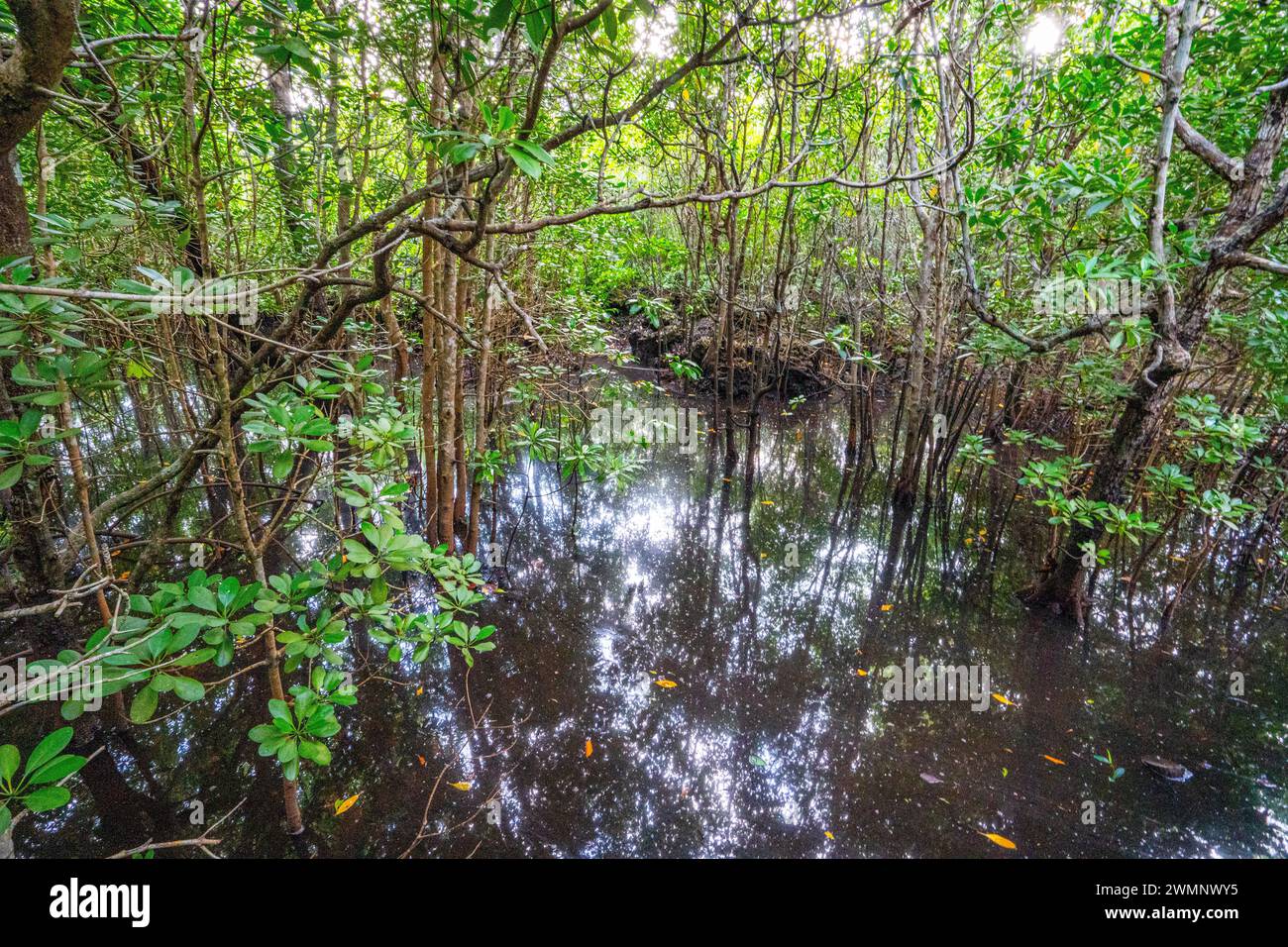 Mangrove trees at Jozani Chwaka Bay National Park, Zanzibar Stock Photo ...