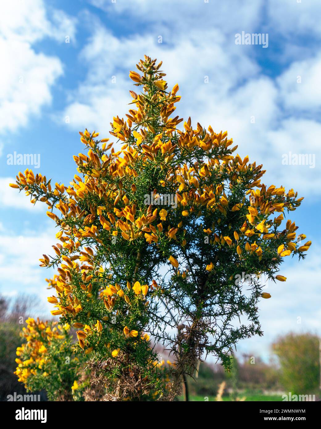 Common Gorse flowering Stock Photo - Alamy