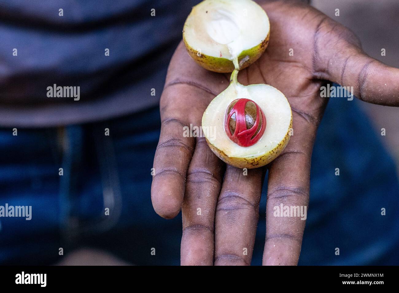 Nutmeg is the seed, or the ground spice derived from that seed, of ...
