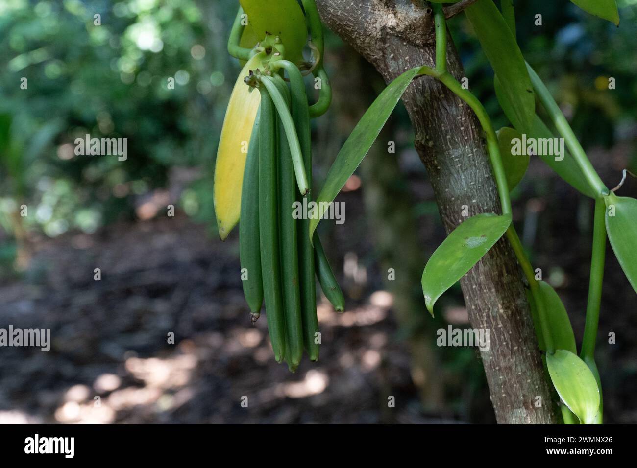 Genus vanilla hi-res stock photography and images - Alamy