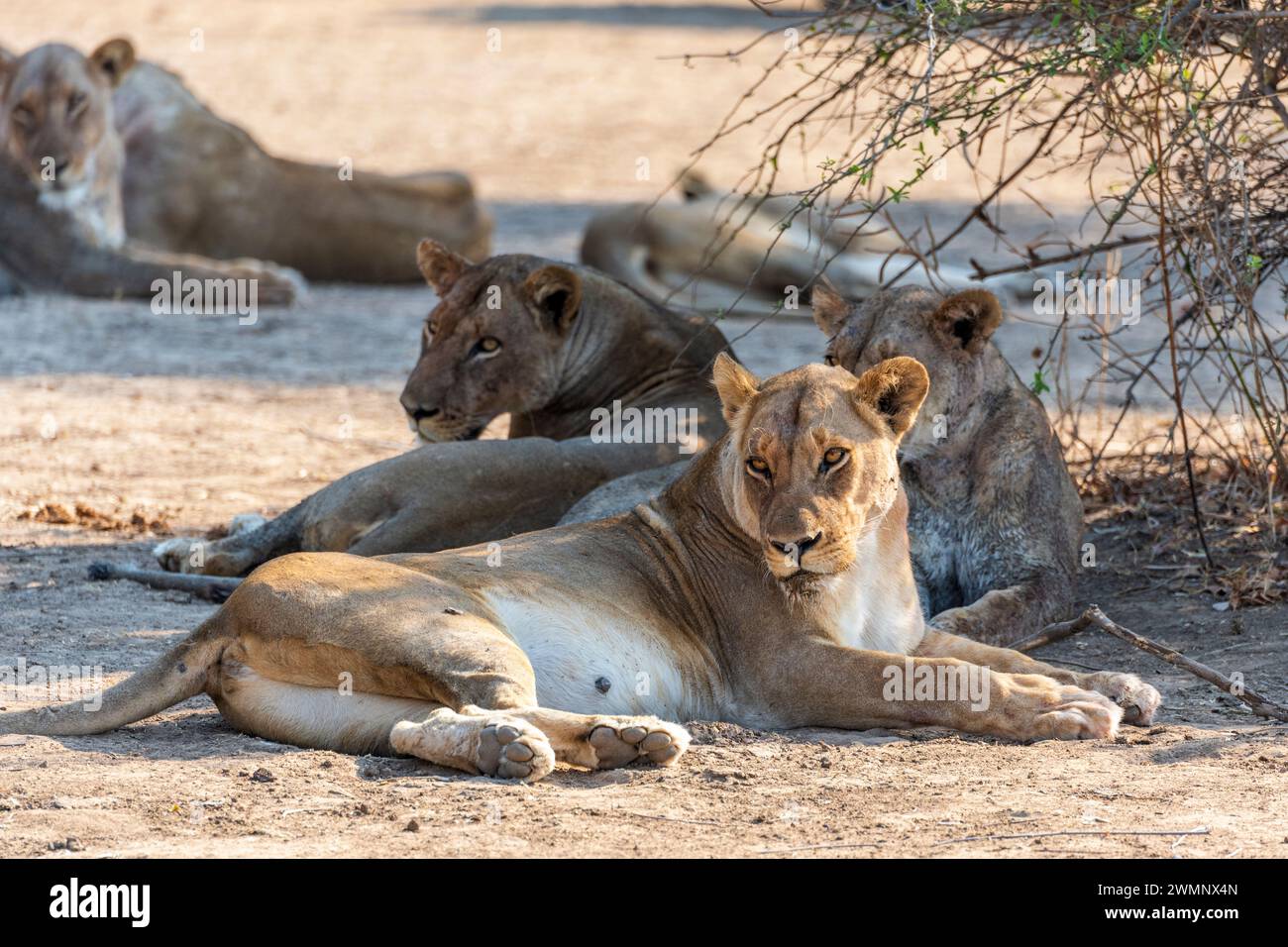 Female african lions hi-res stock photography and images - Alamy