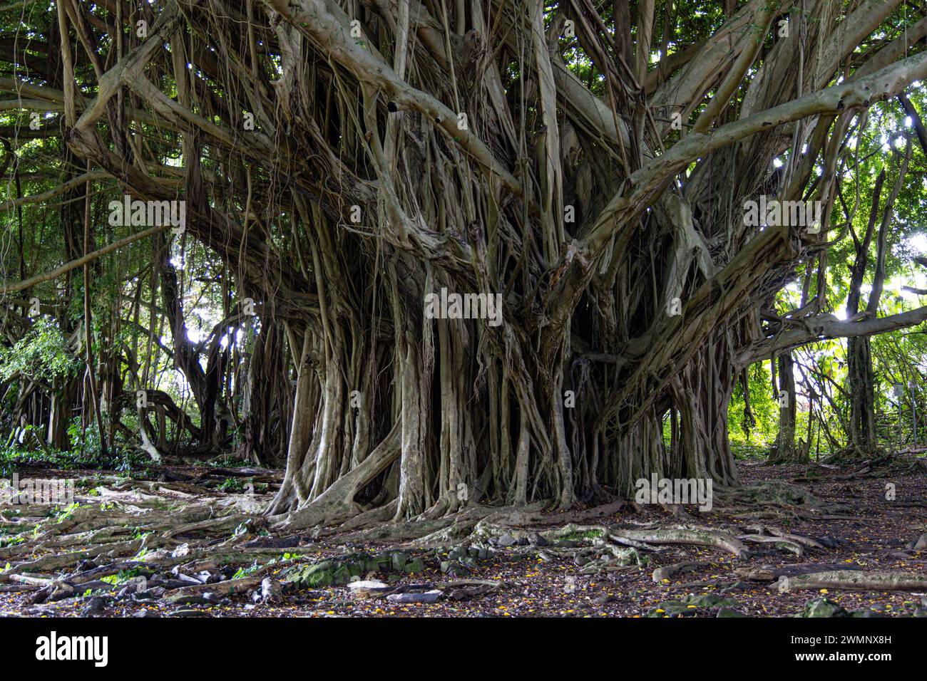Banyan Tree Big Island, Hawaii A banyan, also banian is a strangler fig ...