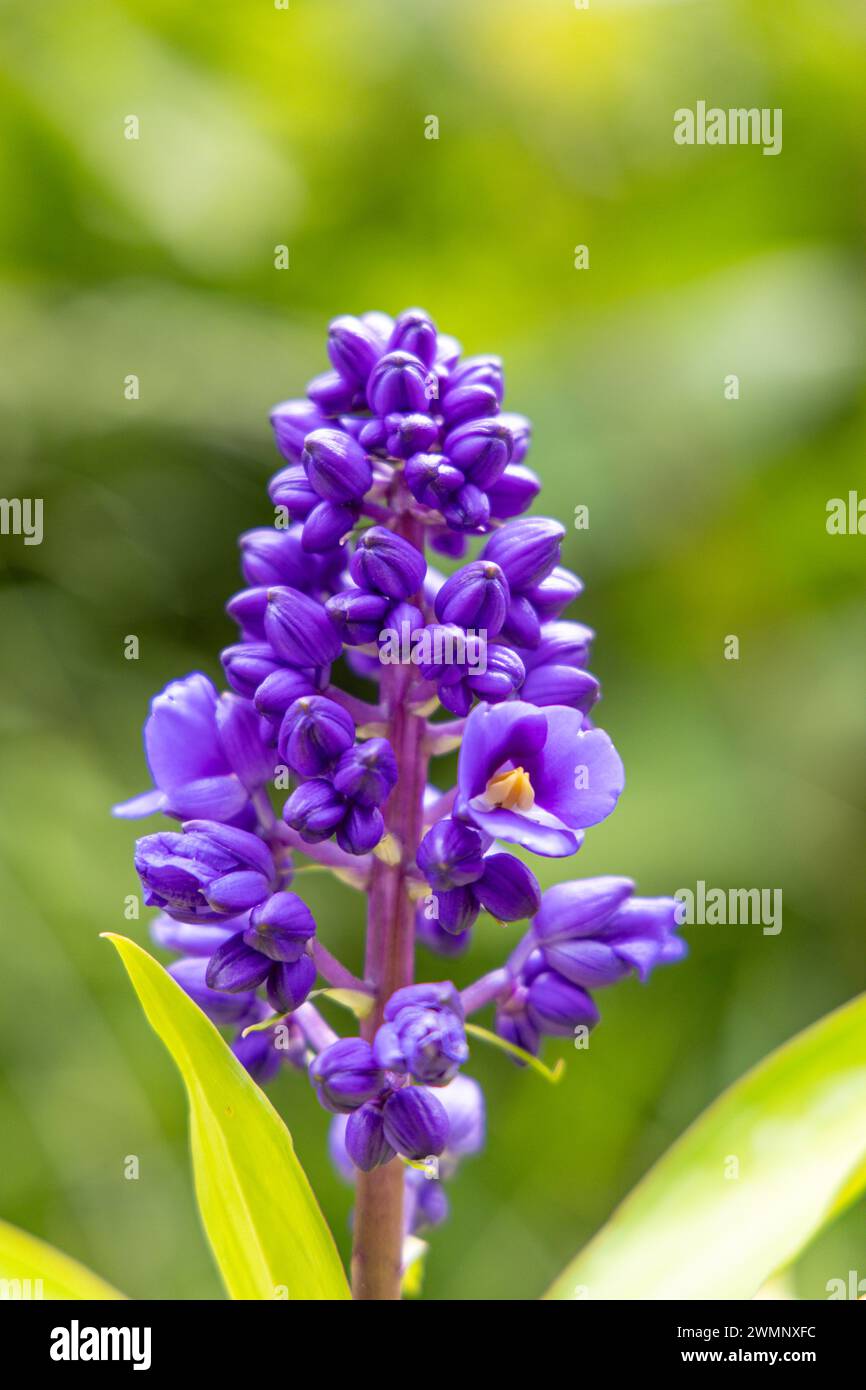 flowers and foliage of Blue ginger plant (Dichorisandra thyrsiflora ...