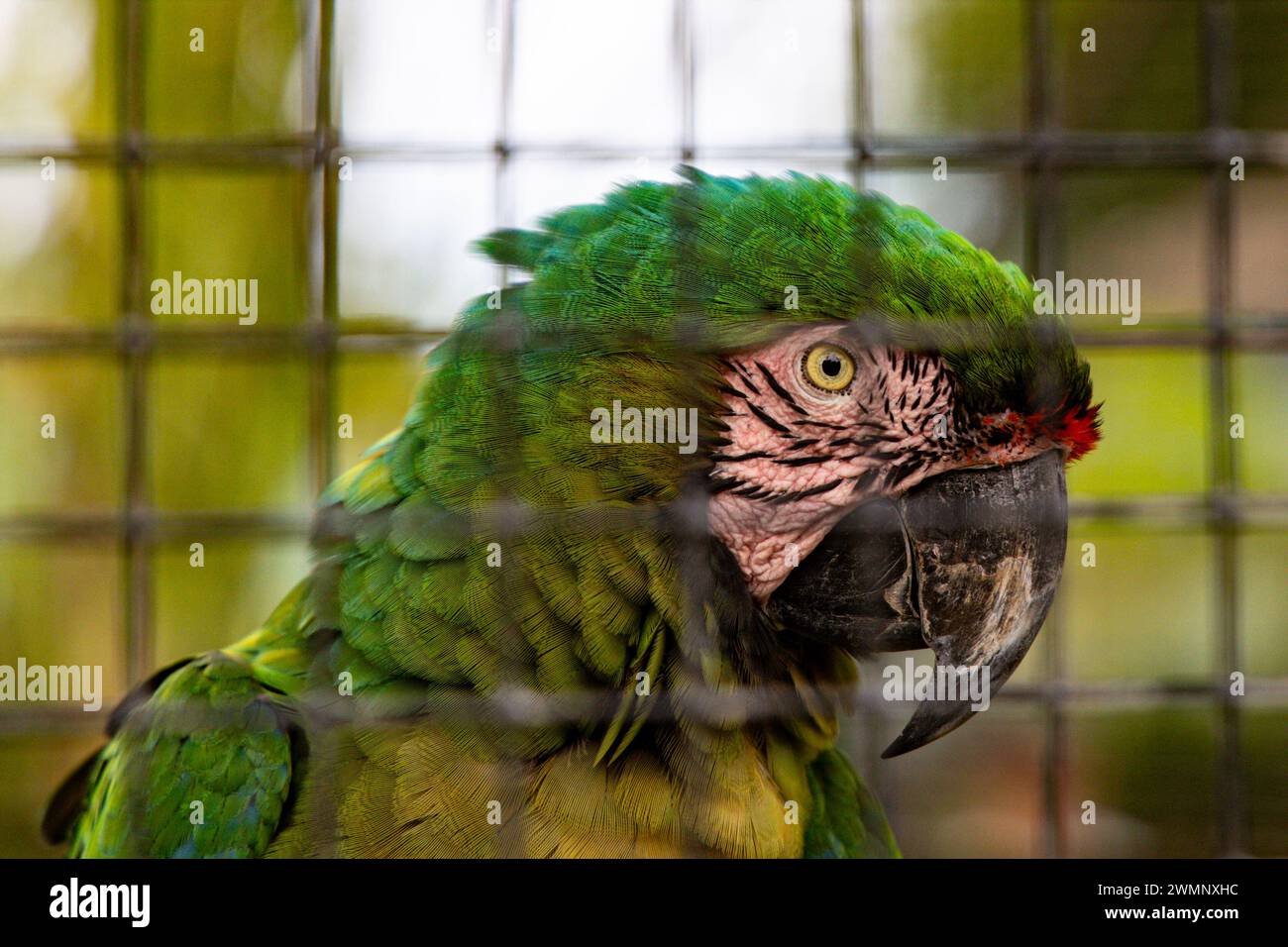 Chestnut-fronted Macaw (Ara severa) photographed at Hawai'i Tropical ...