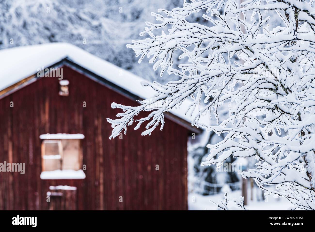 A small red cabin stands out in the midst of a snowy forest in Sweden ...
