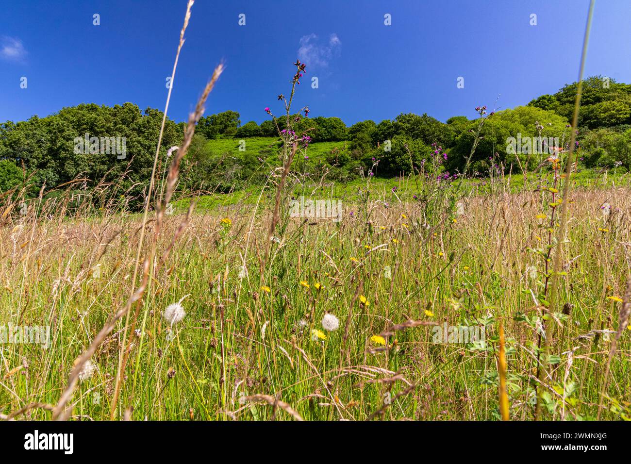 Ground level view in a field hi-res stock photography and images - Alamy