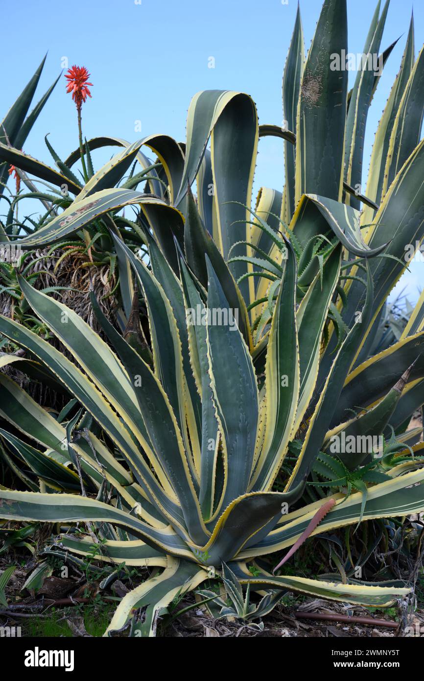 flowering red Aloe flower and Agave americana, (variegated cultivar ...
