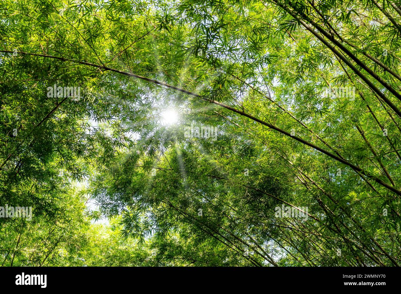 Swaying leaves branches in sunlight hi-res stock photography and images ...