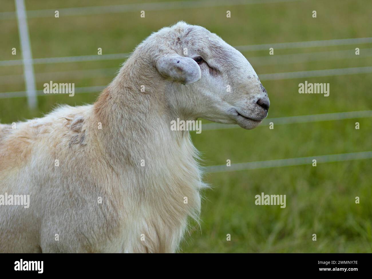 Katahdin ram hi-res stock photography and images - Alamy
